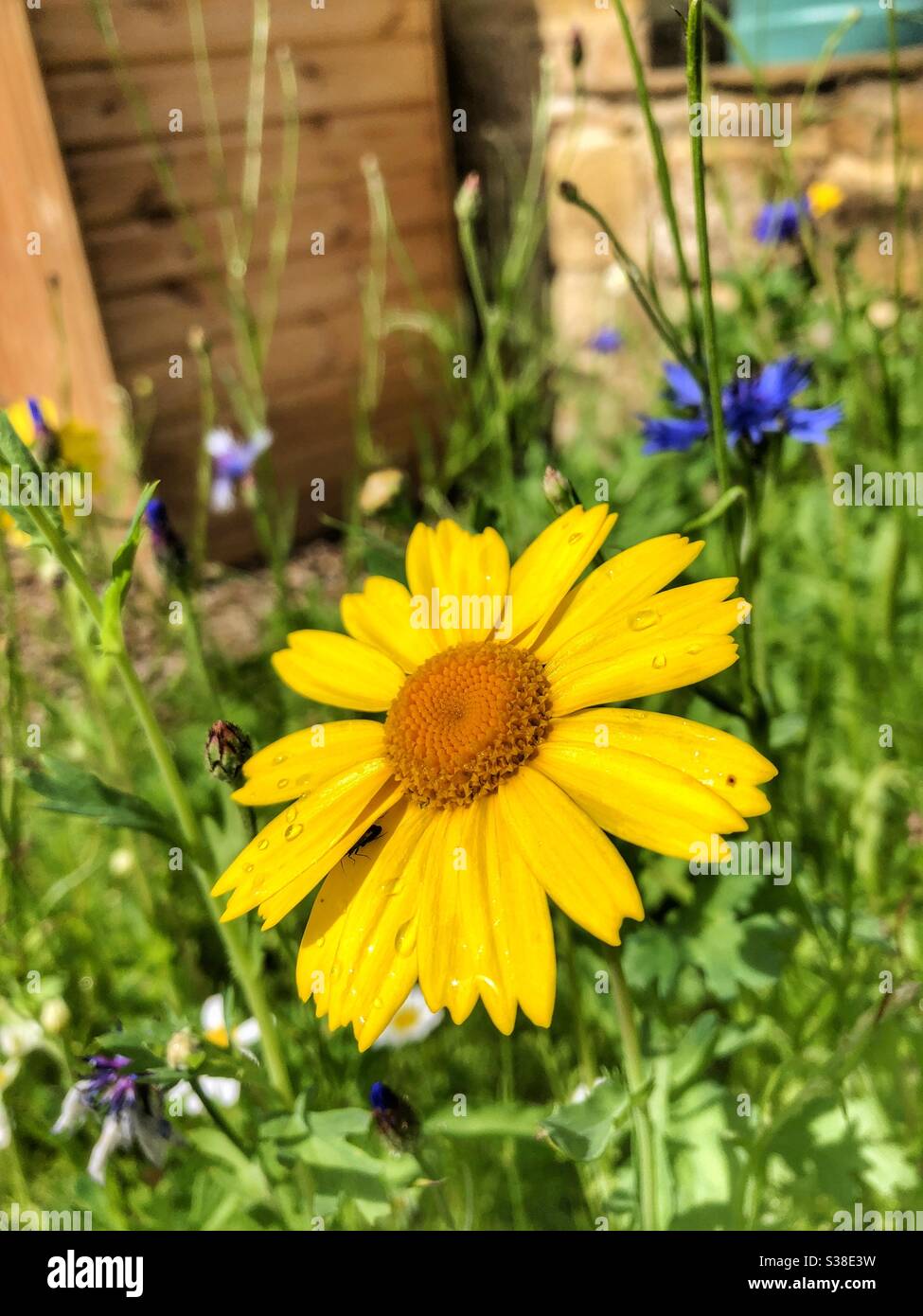 Corn marigold flower hi-res stock photography and images - Alamy