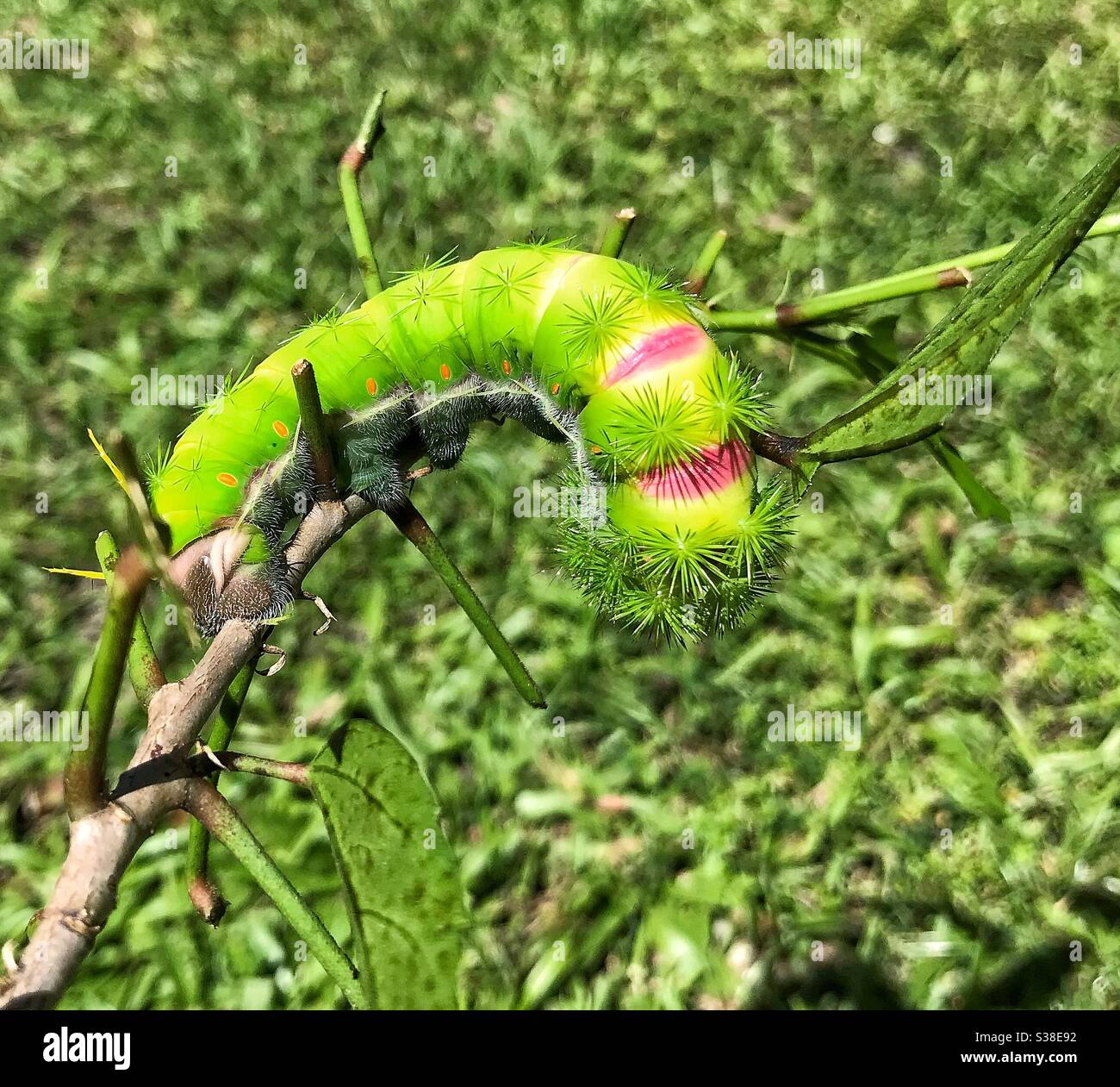closeup of a fire caterpillar with green and pink details Stock Photo ...