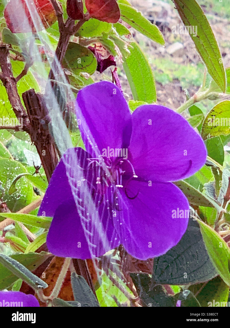 Spider web in flower hi-res stock photography and images - Alamy