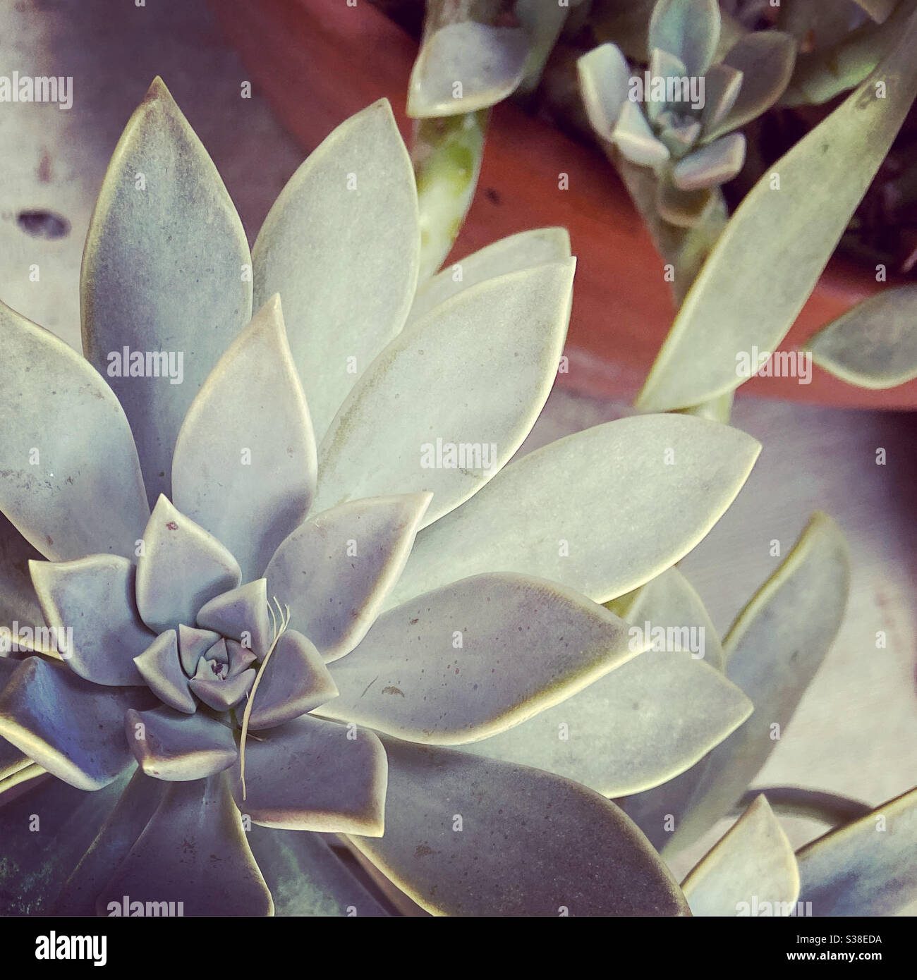Grey ghost succulent hi-res stock photography and images - Alamy