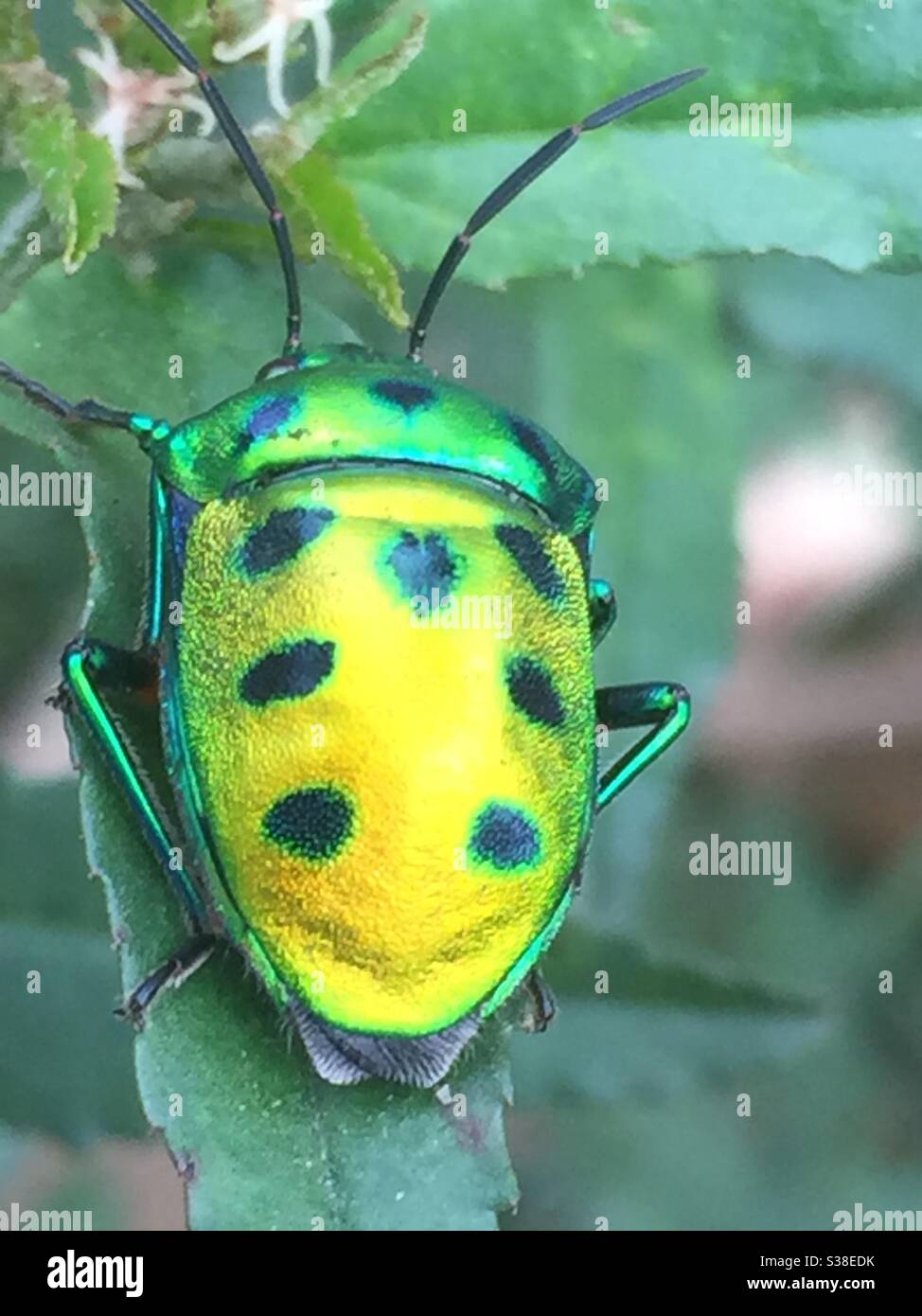 Ponvandu hi-res stock photography and images - Alamy