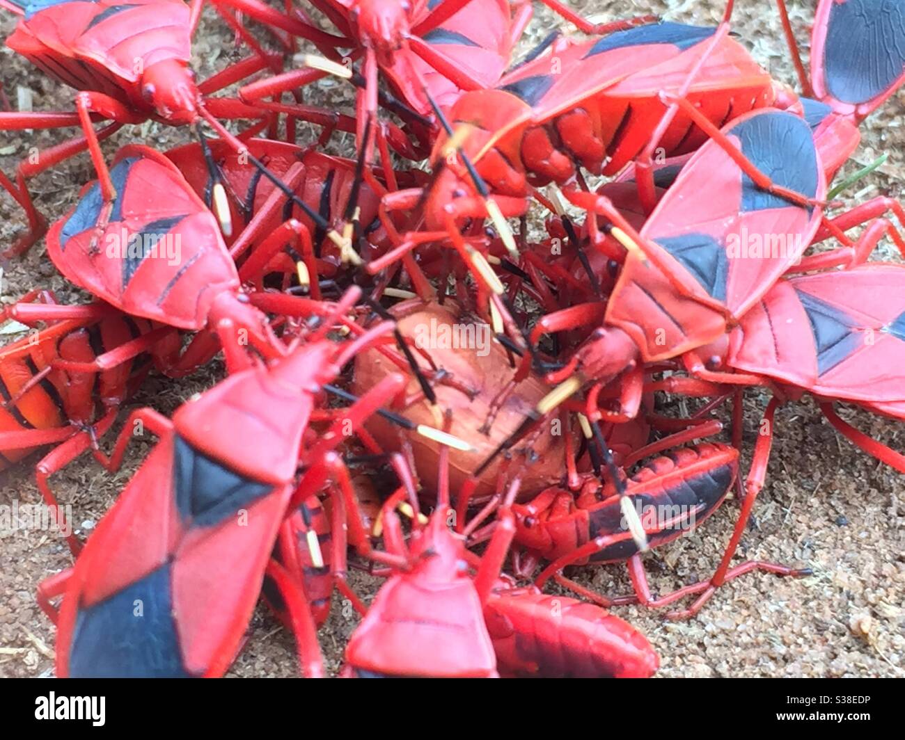 Ponvandu hi-res stock photography and images - Alamy