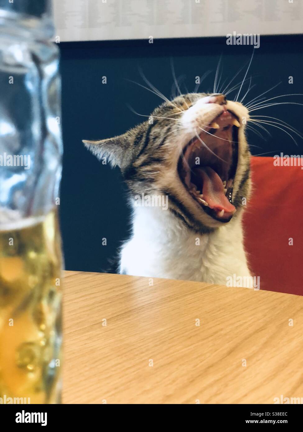 Yawning feline hi-res stock photography and images - Alamy