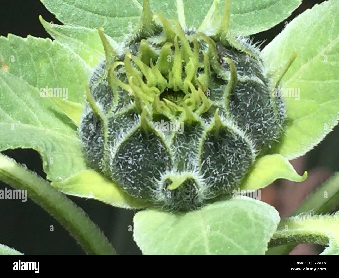 Look like the sun hi-res stock photography and images - Alamy