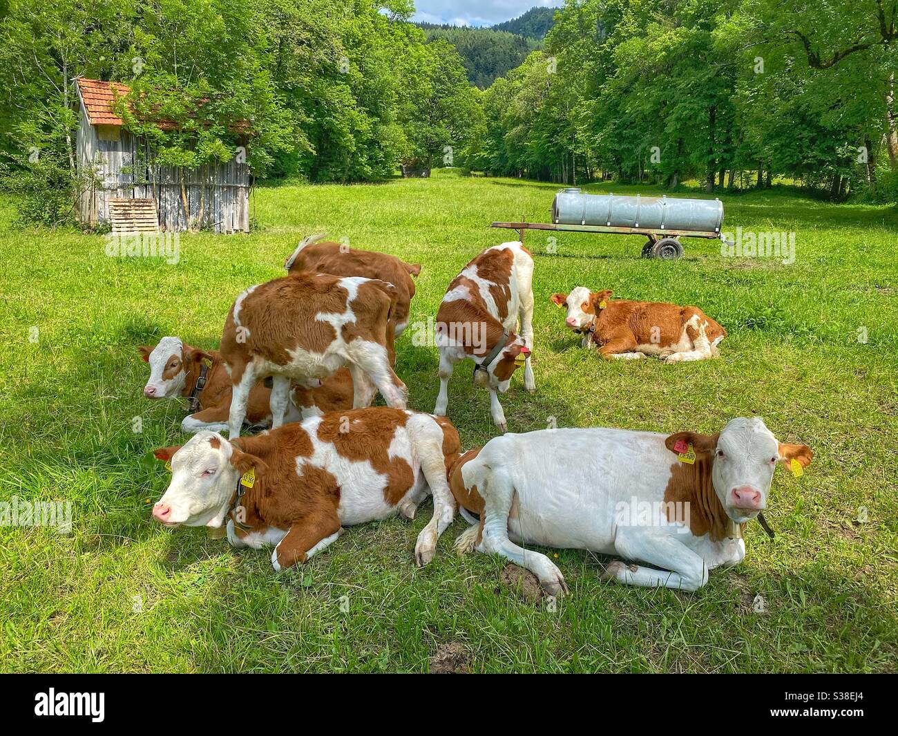 Bavarian cows resting on alpine meadow Stock Photo - Alamy