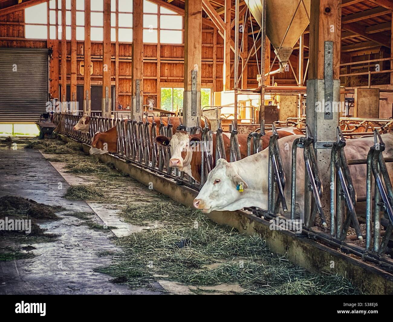 Cows in the bavarian alps hi-res stock photography and images - Alamy