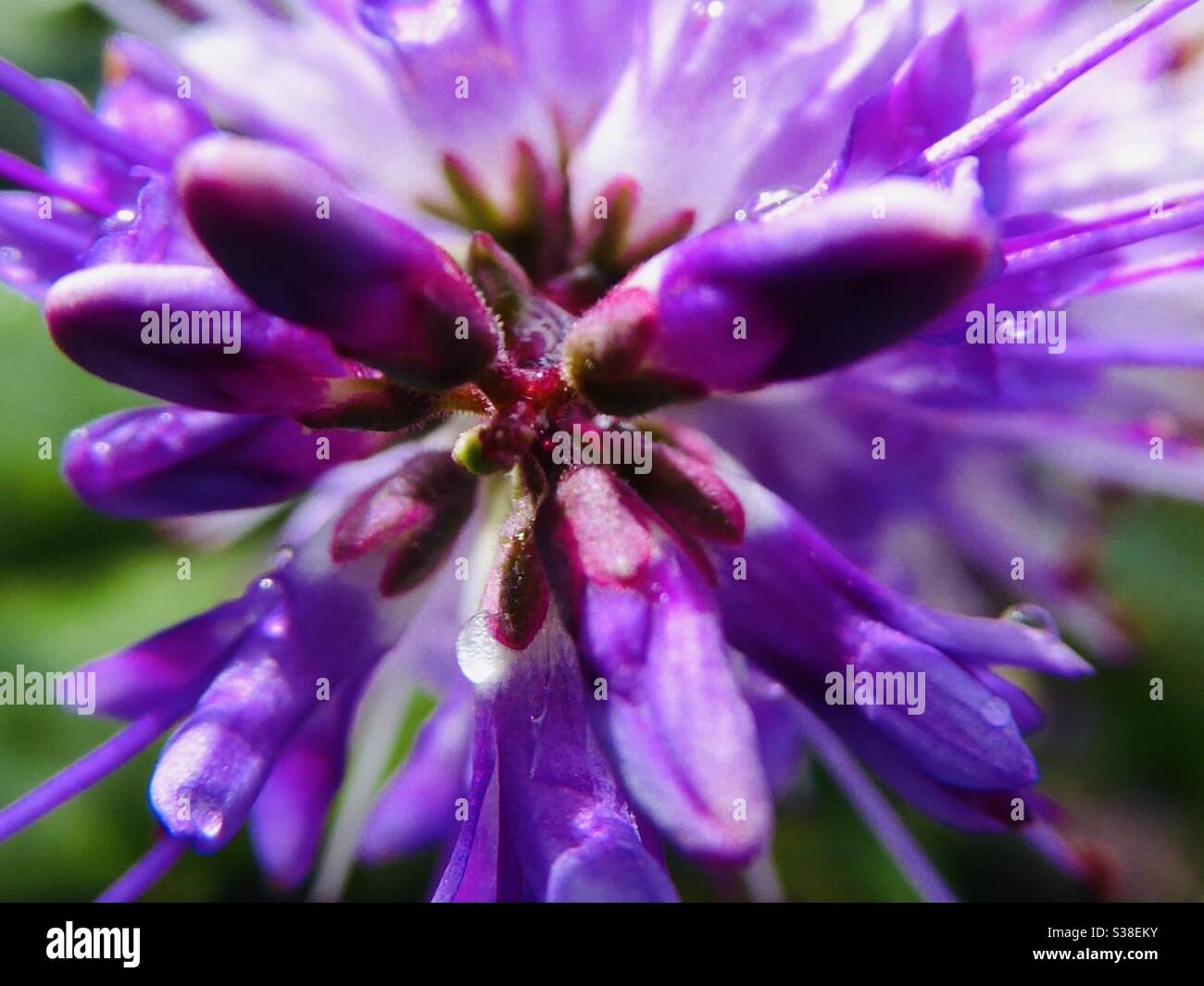 Hebe flower hi-res stock photography and images - Alamy
