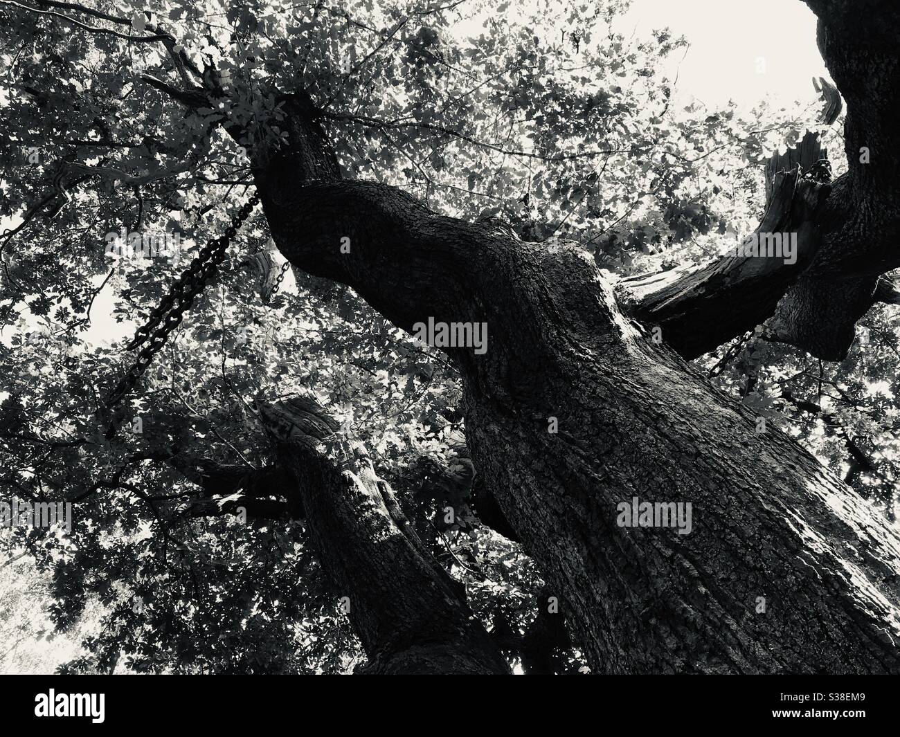 Cursed tree hi-res stock photography and images - Alamy