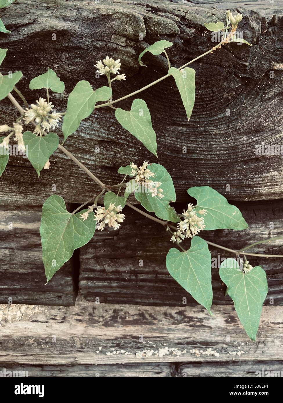 Railroad vine hi-res stock photography and images - Alamy