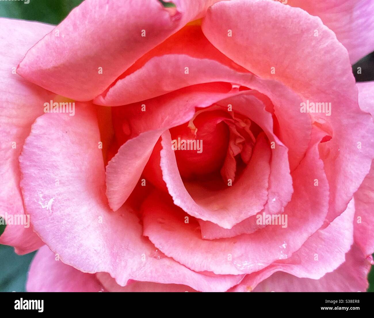 A pink rose after a rain storm Stock Photo - Alamy