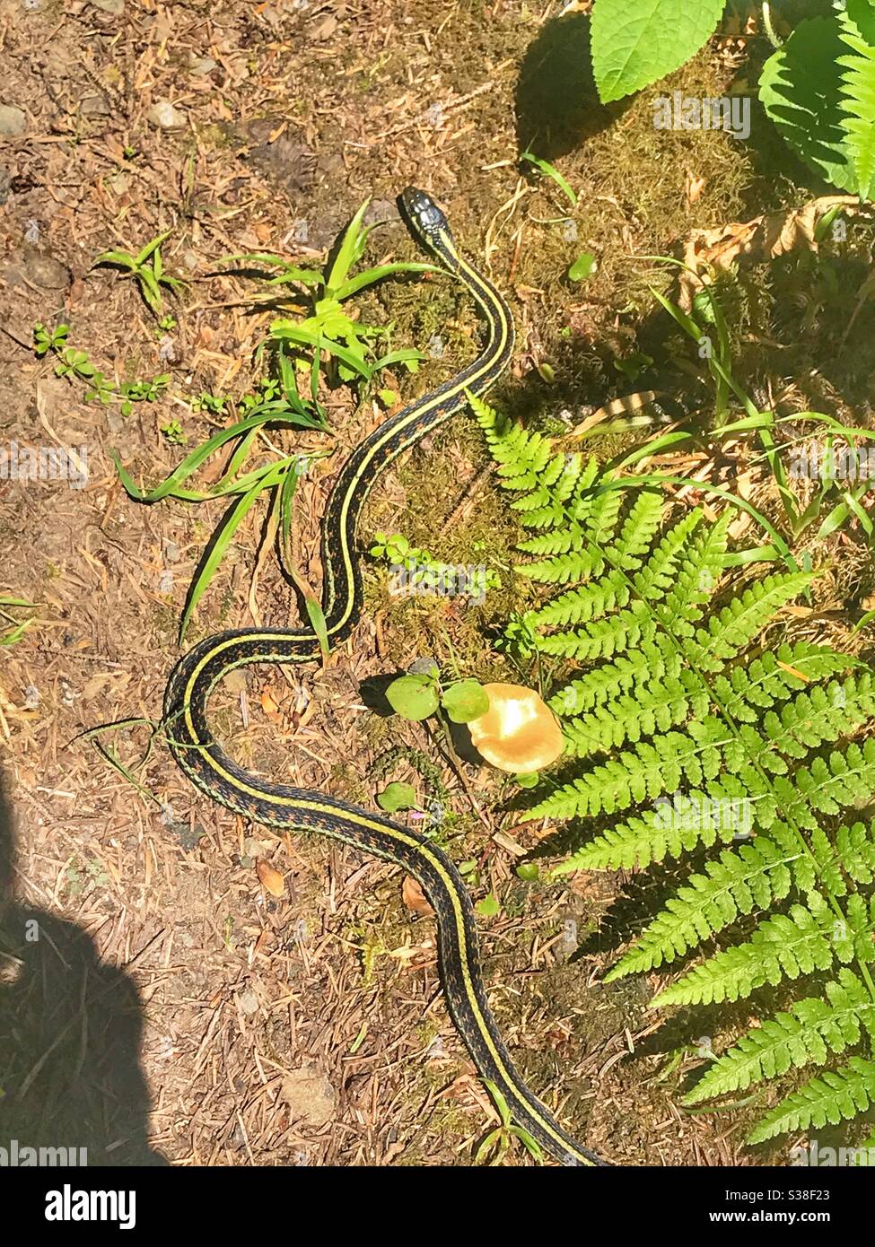 Snake curves hi-res stock photography and images - Alamy