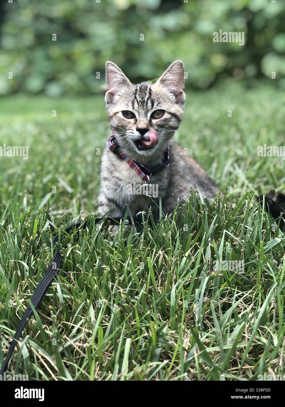 My silly kitten Stock Photo - Alamy