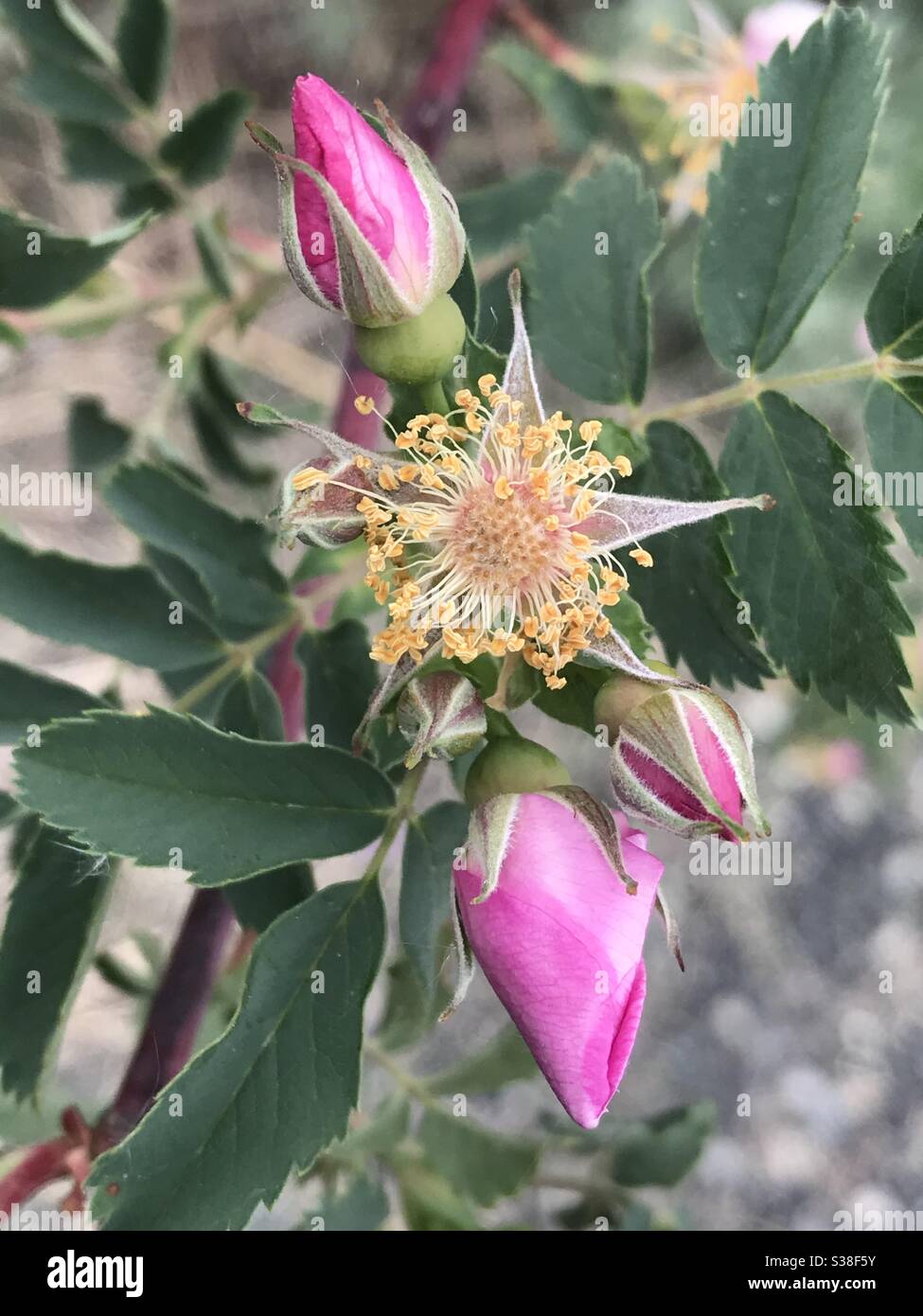Wild roses hi-res stock photography and images - Alamy