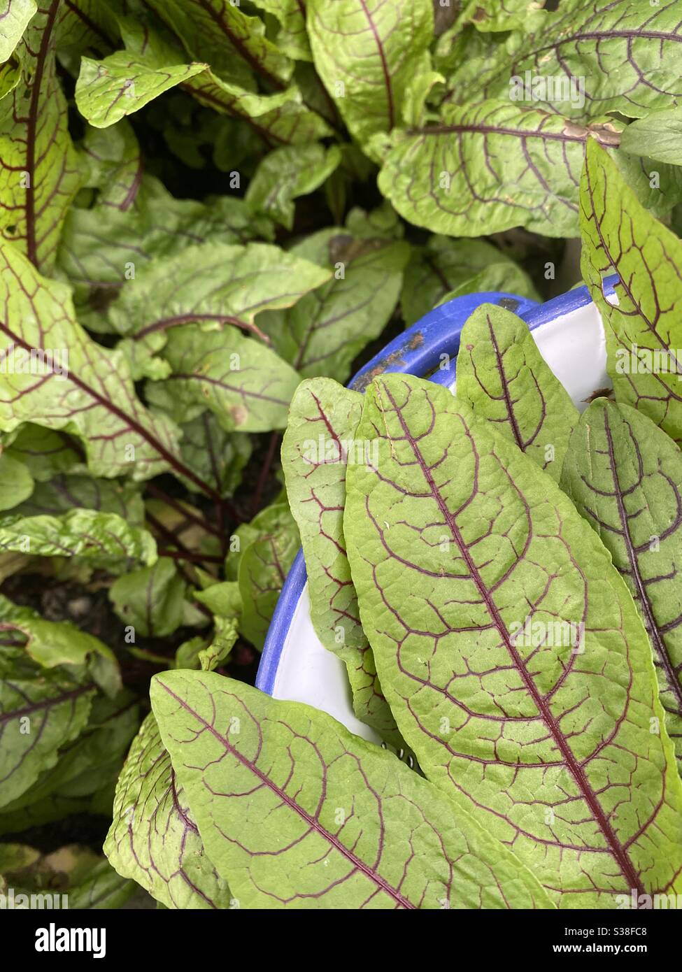 Sorrel leaves hi-res stock photography and images - Alamy