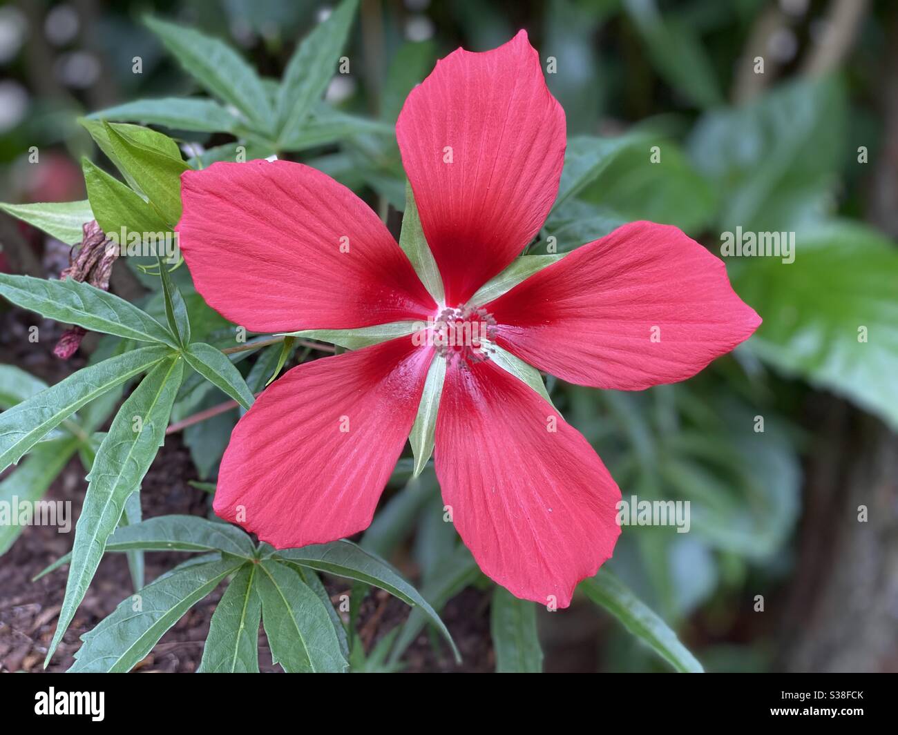 Texas star hi-res stock photography and images - Alamy