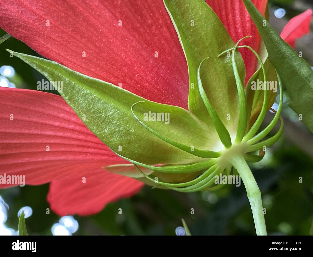 Underside of flower hi-res stock photography and images - Alamy