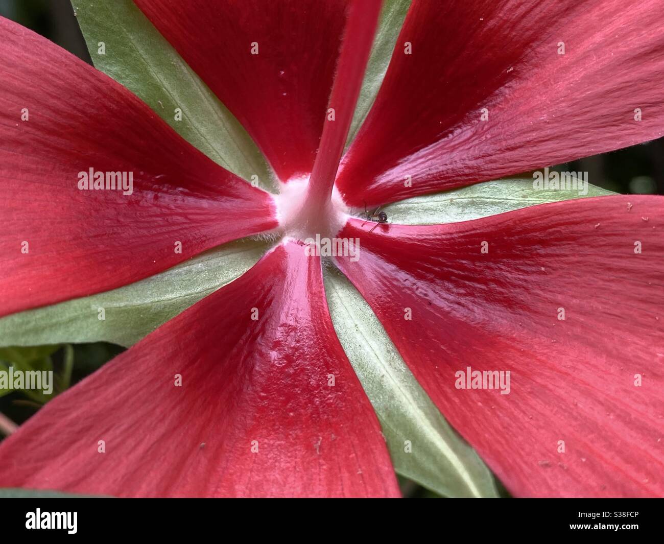 Petals of a red Texas Star hibiscus flower Stock Photo - Alamy