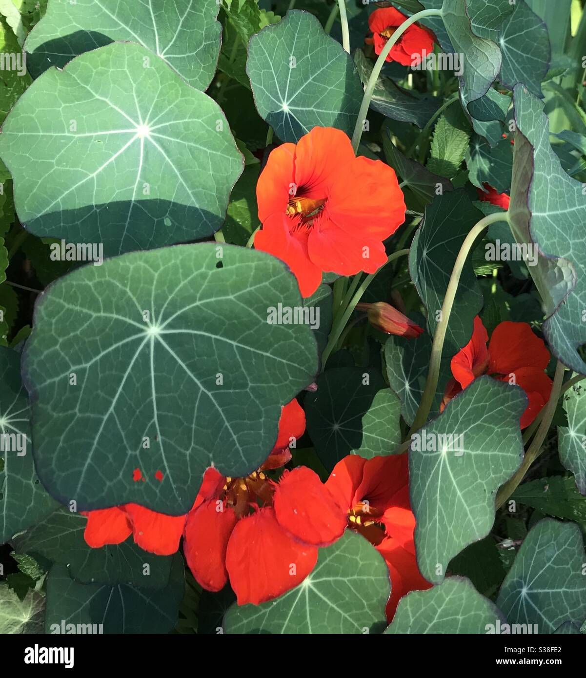 Blue pepe hi-res stock photography and images - Alamy