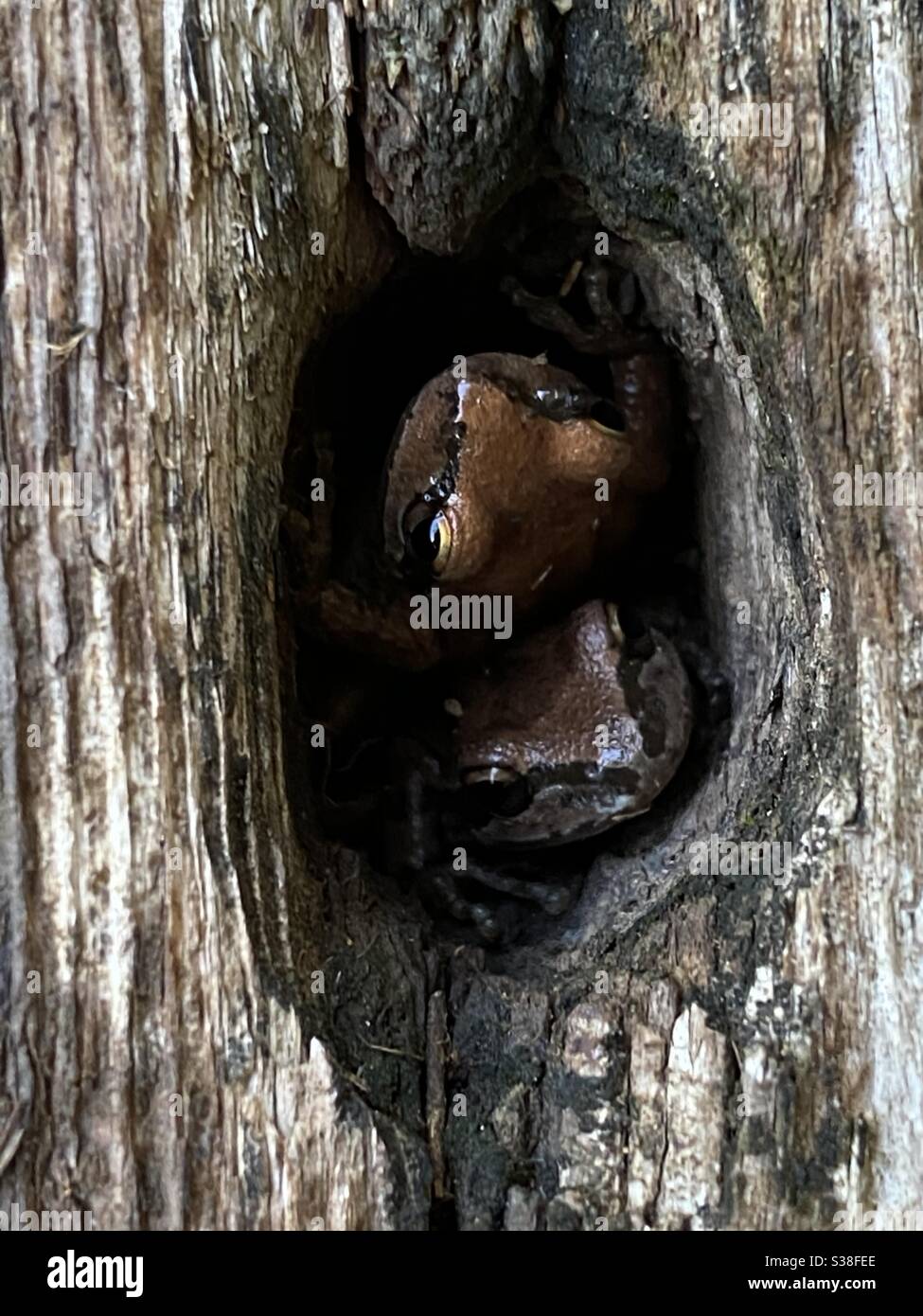 Frogs in a hole hi-res stock photography and images - Alamy