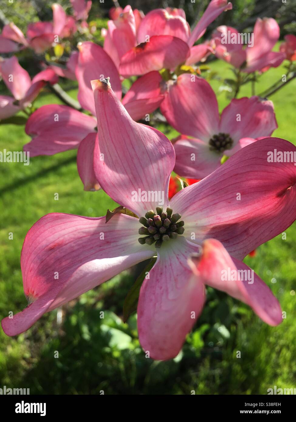 Pink dogwood hi-res stock photography and images - Alamy