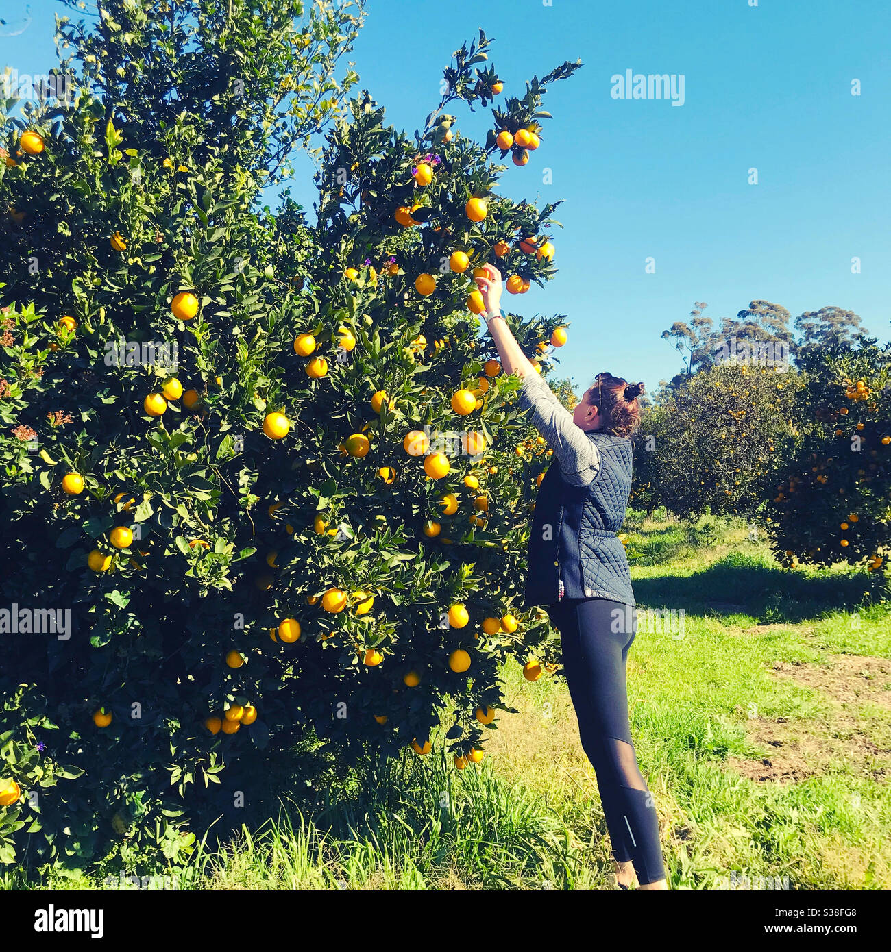 Citrus farm south africa hi-res stock photography and images - Alamy