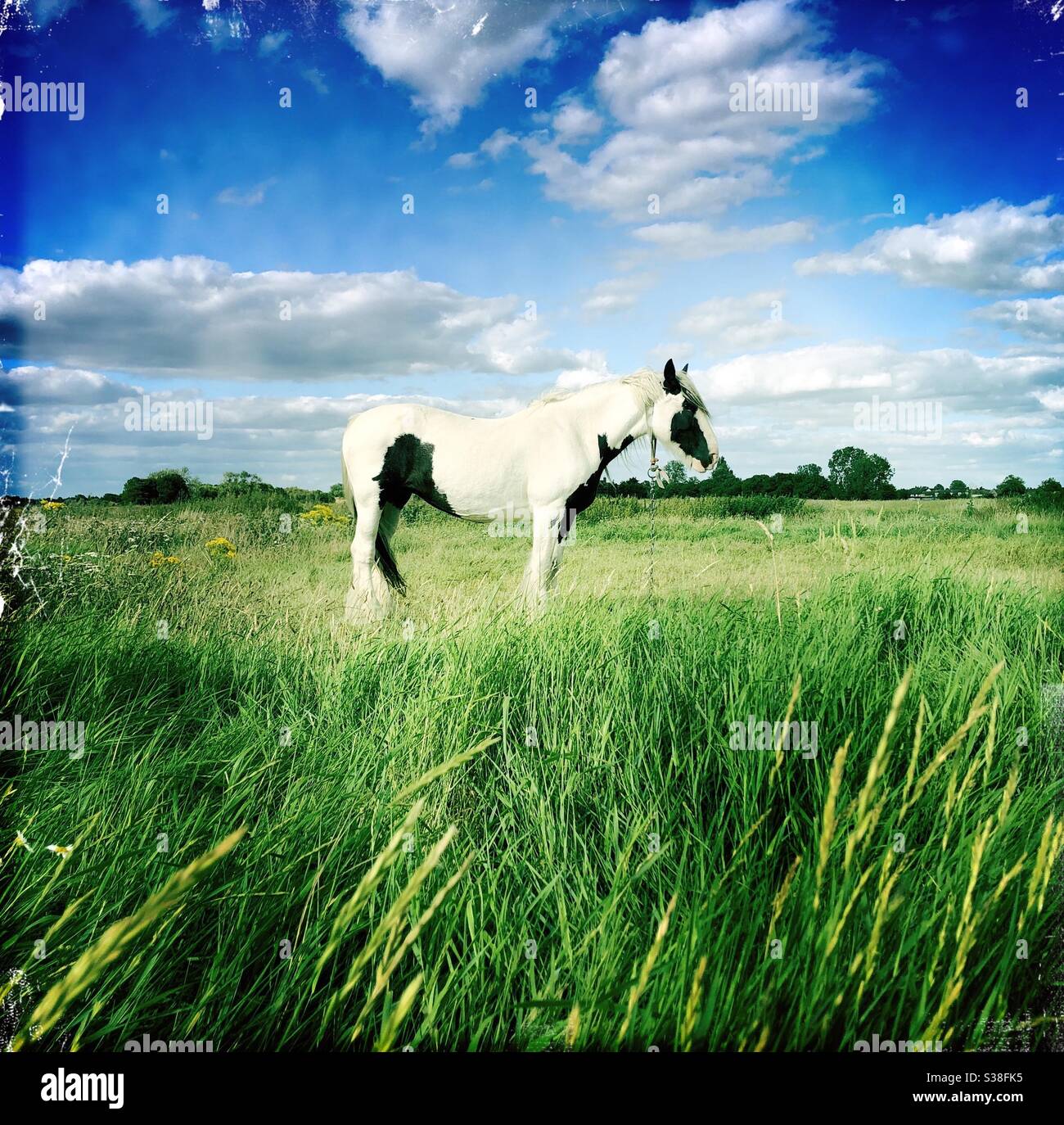 Pony horse in field Stock Photo - Alamy