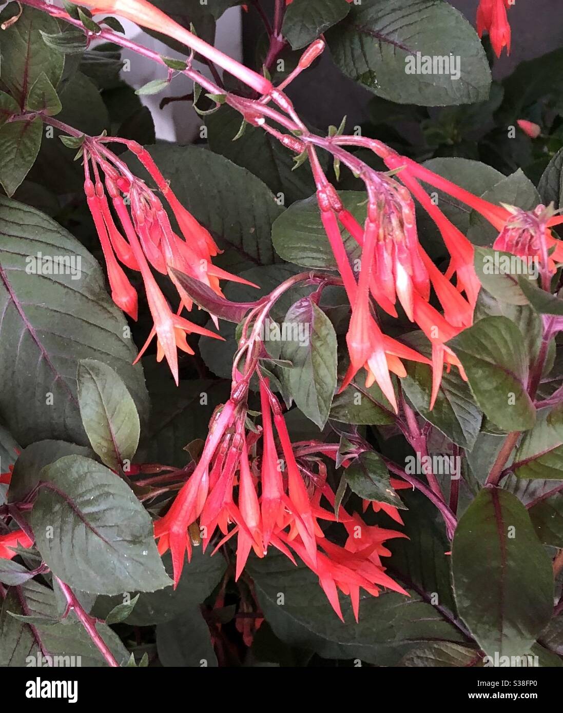 Flowers that droop hi-res stock photography and images - Alamy