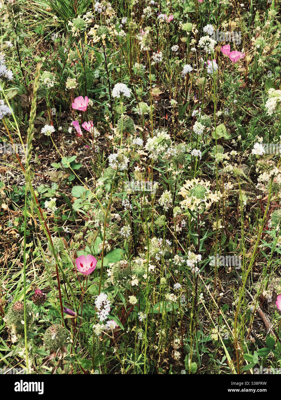 Field of wildflowers in Discovery Park in Seattle Stock Photo - Alamy