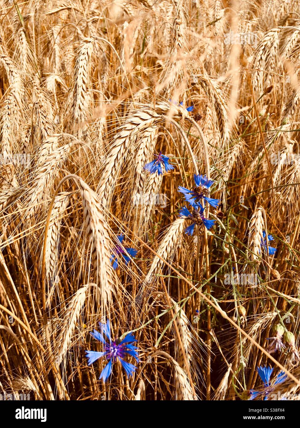 Wheat pollination hi-res stock photography and images - Alamy