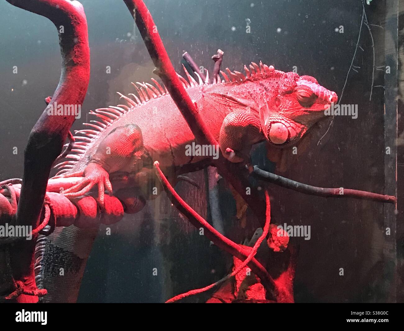 Reptile tank hi-res stock photography and images - Alamy