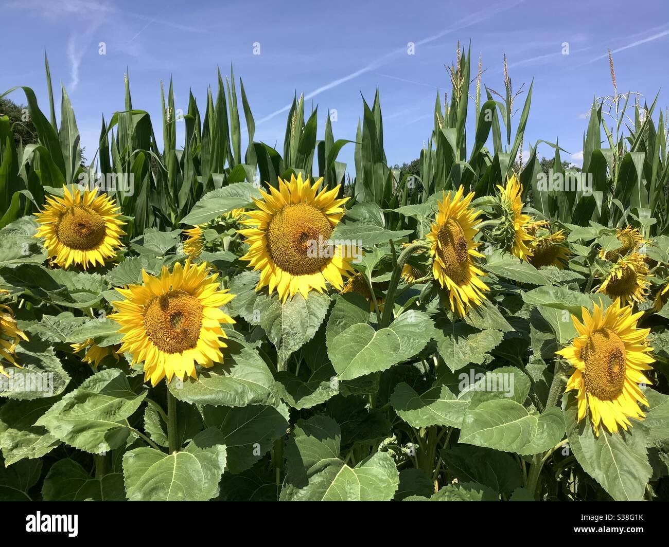 Sunflowers corn hi-res stock photography and images - Alamy