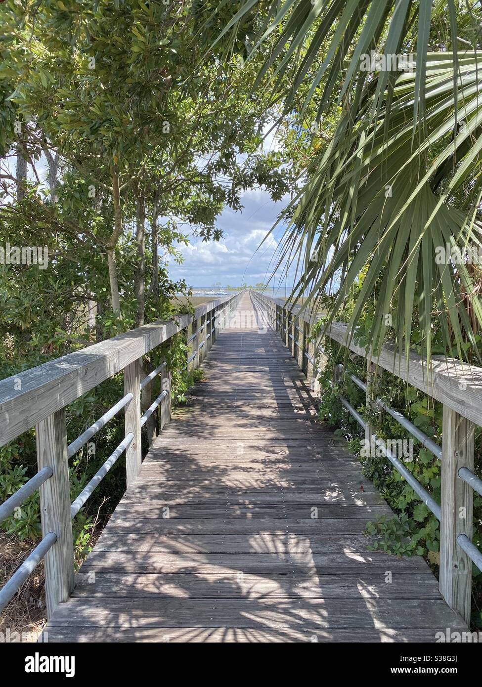 Natural tree and plant archway casting shadows onto wooden bridge with ...