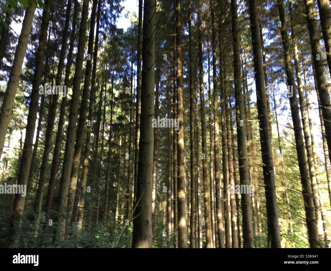 Woodlands trees hi-res stock photography and images - Alamy