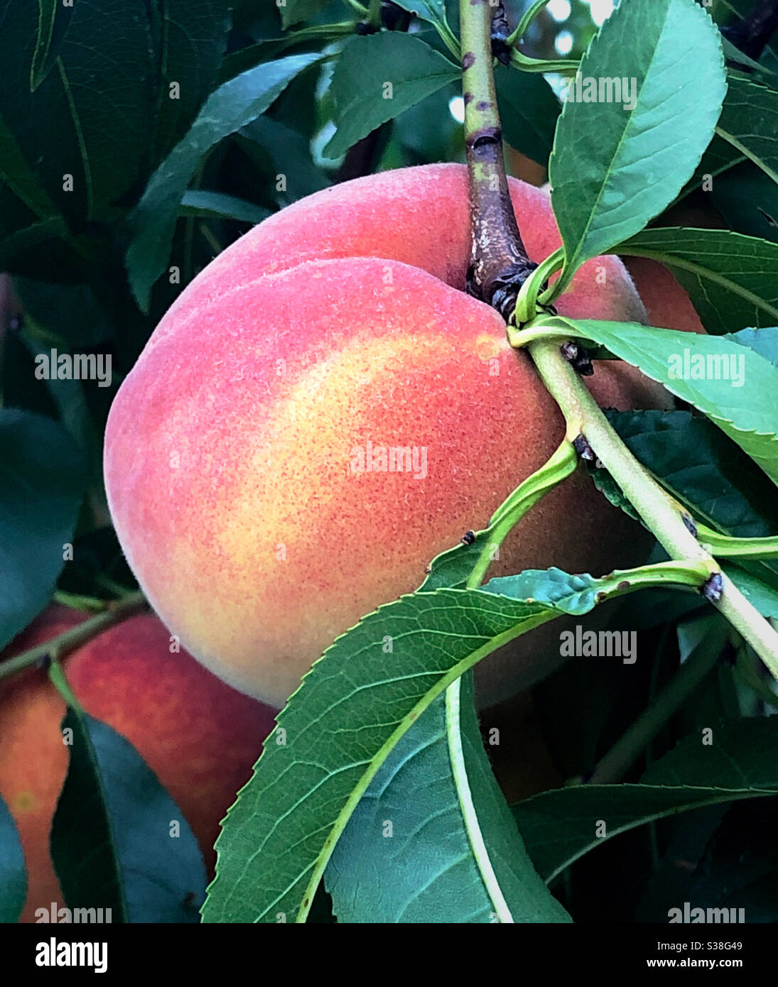 Peaches orchard hi-res stock photography and images - Alamy