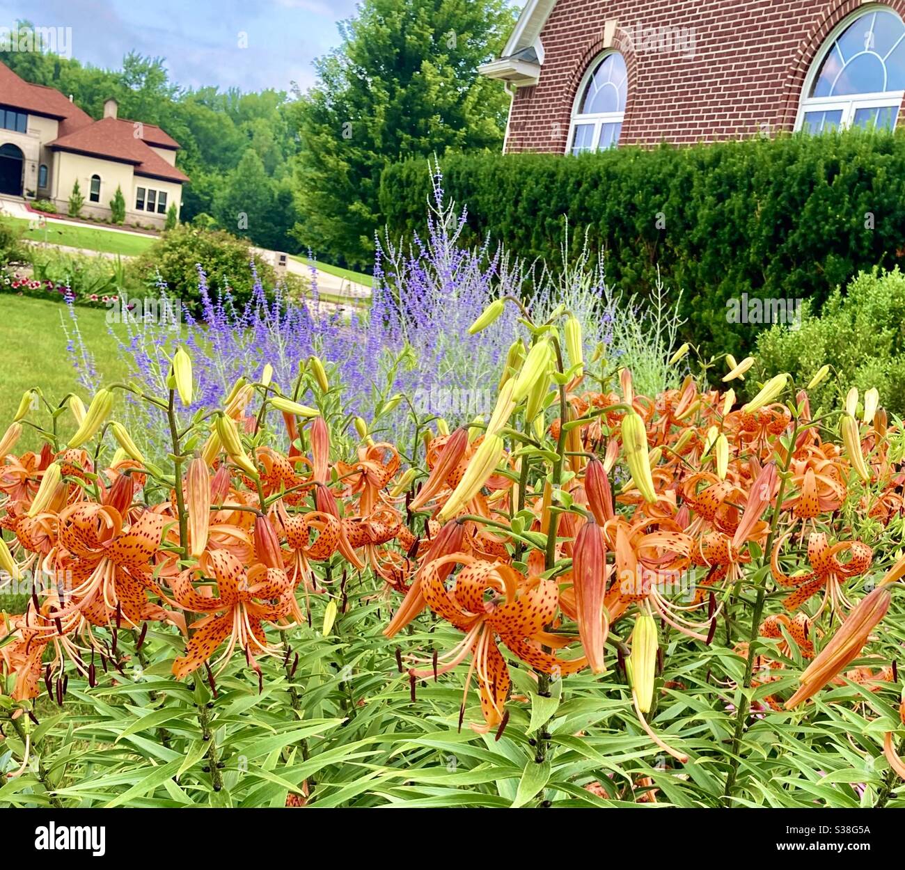 Tiger lilies hi-res stock photography and images - Alamy