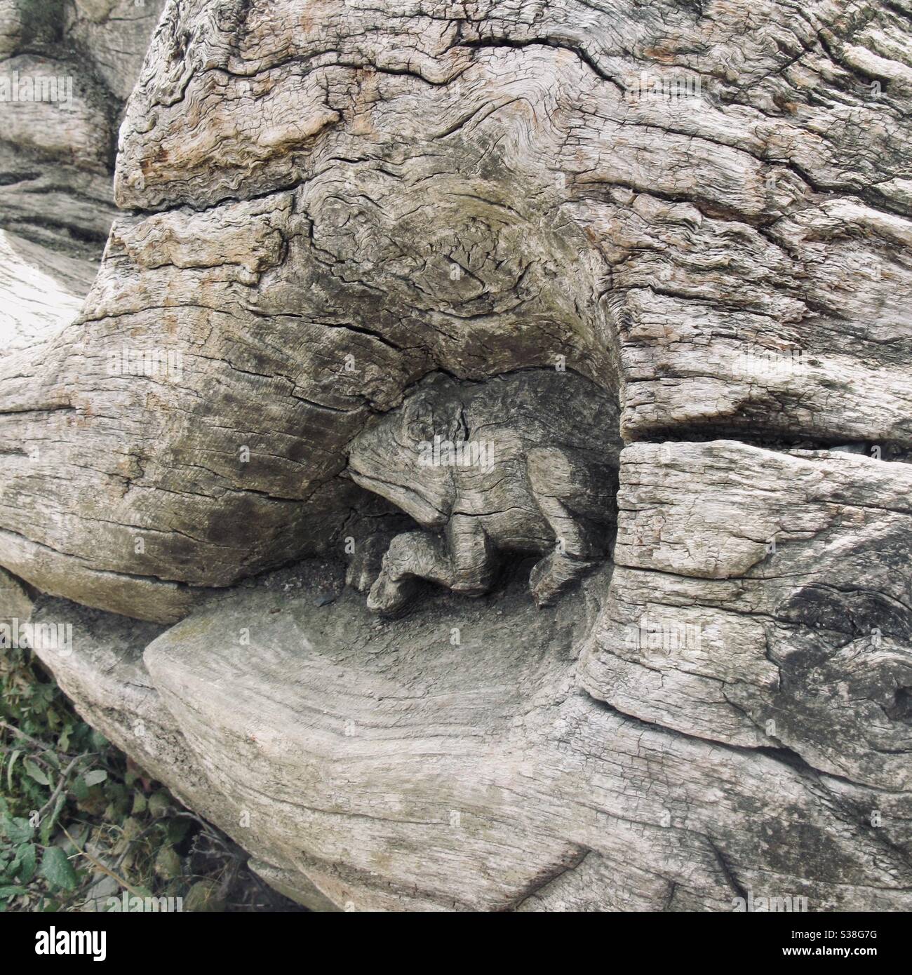 Wood carving of a frog in a log Stock Photo - Alamy