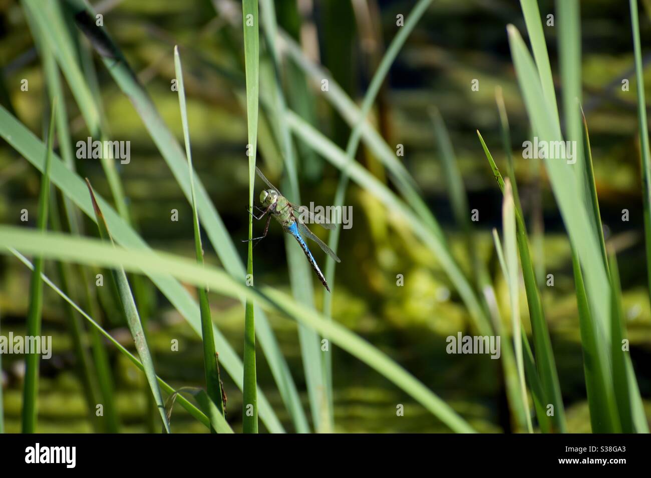 Dragonfly marsh hi-res stock photography and images - Alamy