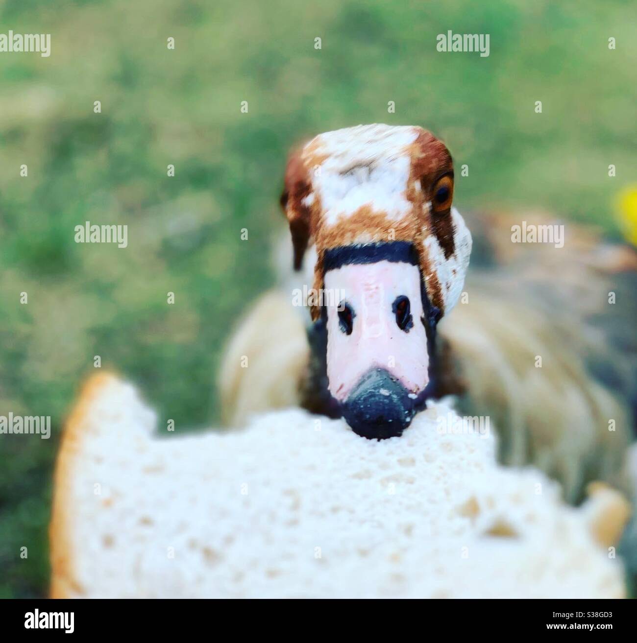 Birds being fed with bread hi-res stock photography and images - Alamy