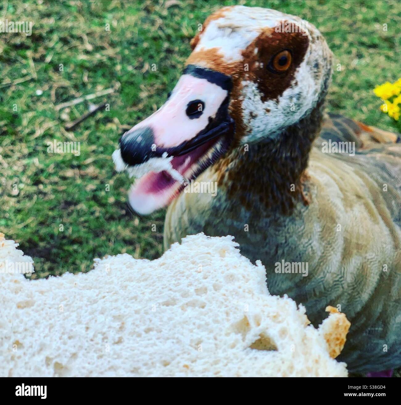 Geese eating bread hi-res stock photography and images - Alamy