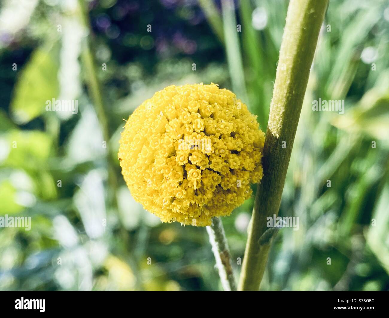 Button Flower High Resolution Stock Photography and Images - Alamy