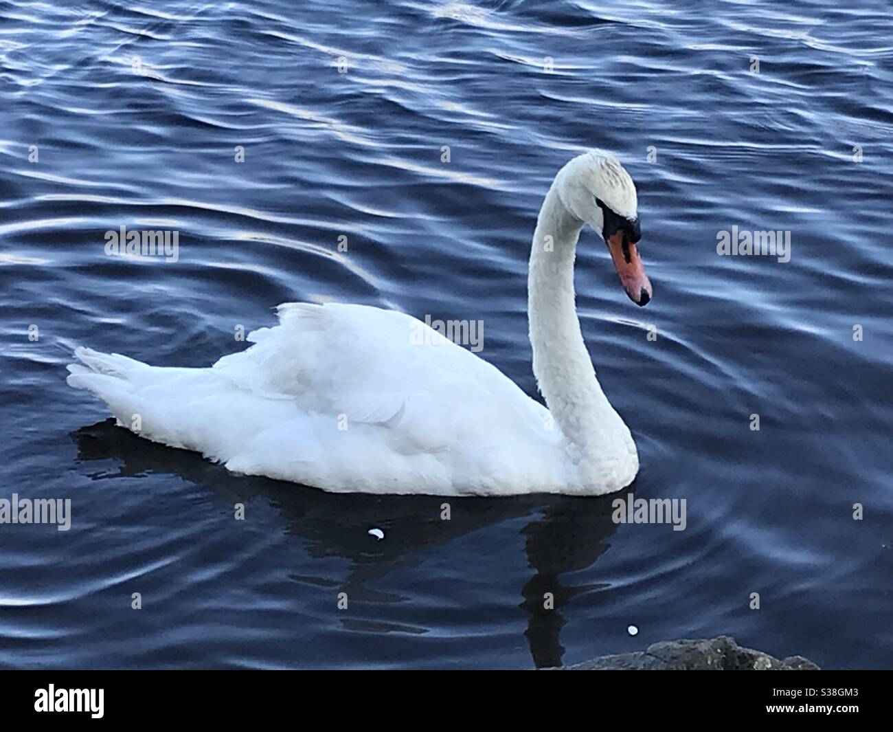 Beautiful gliding swan hi-res stock photography and images - Alamy