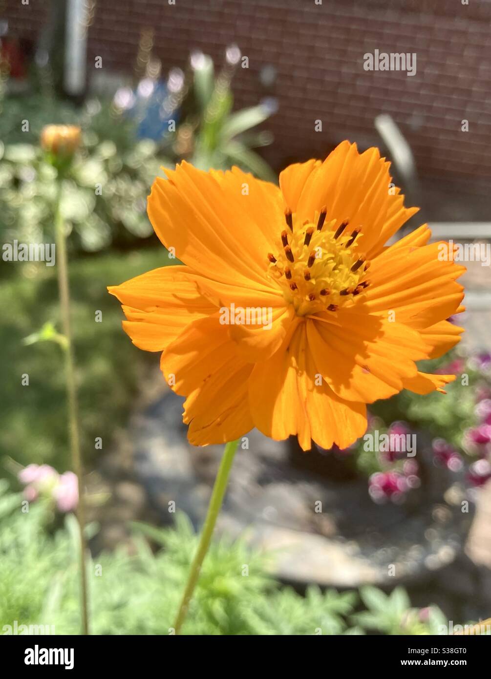 Orange cosmos flowers hi-res stock photography and images - Alamy