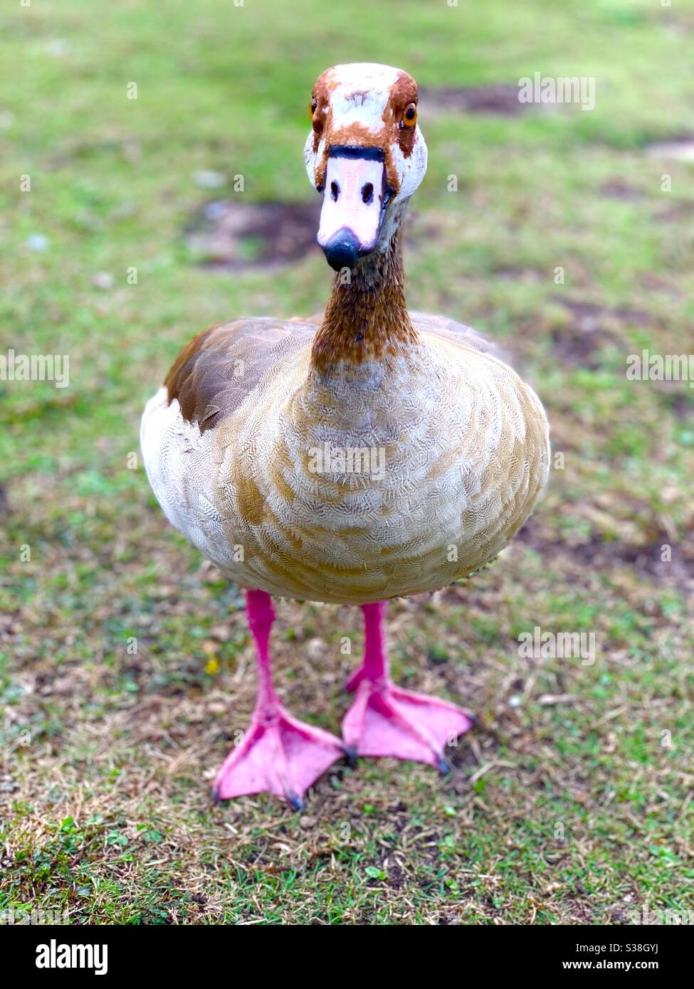 Tame goose hi-res stock photography and images - Alamy