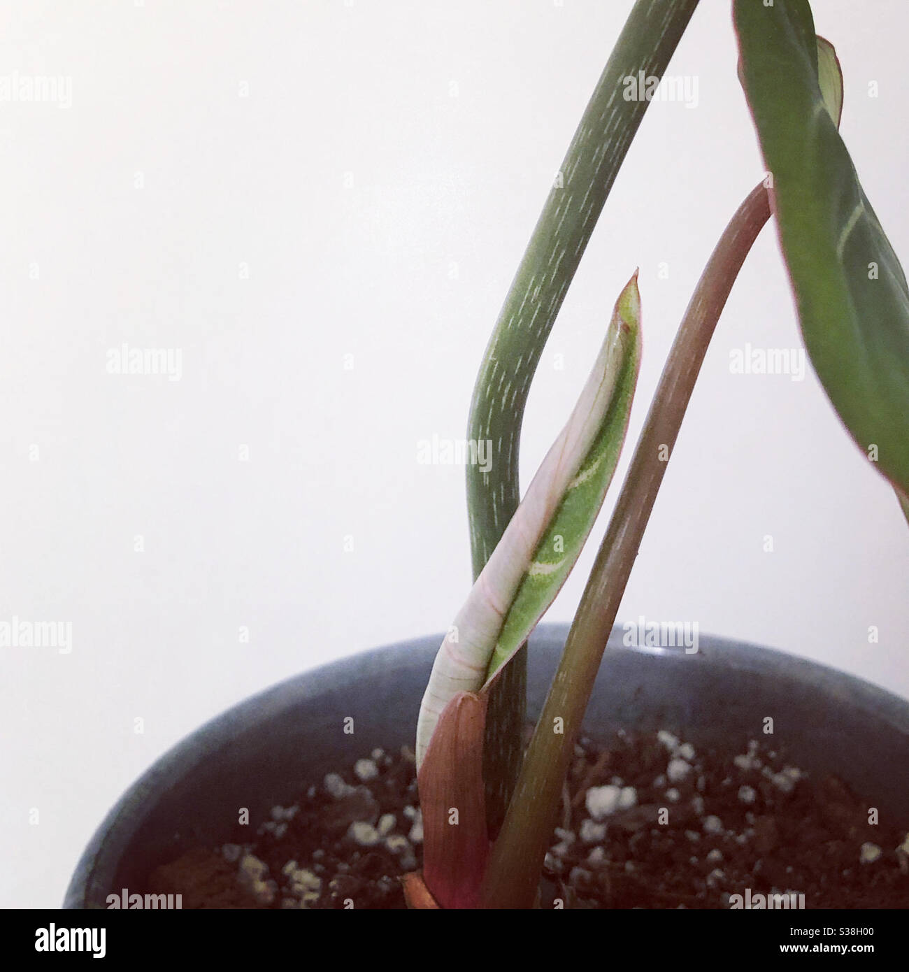 New leaf hi-res stock photography and images - Alamy