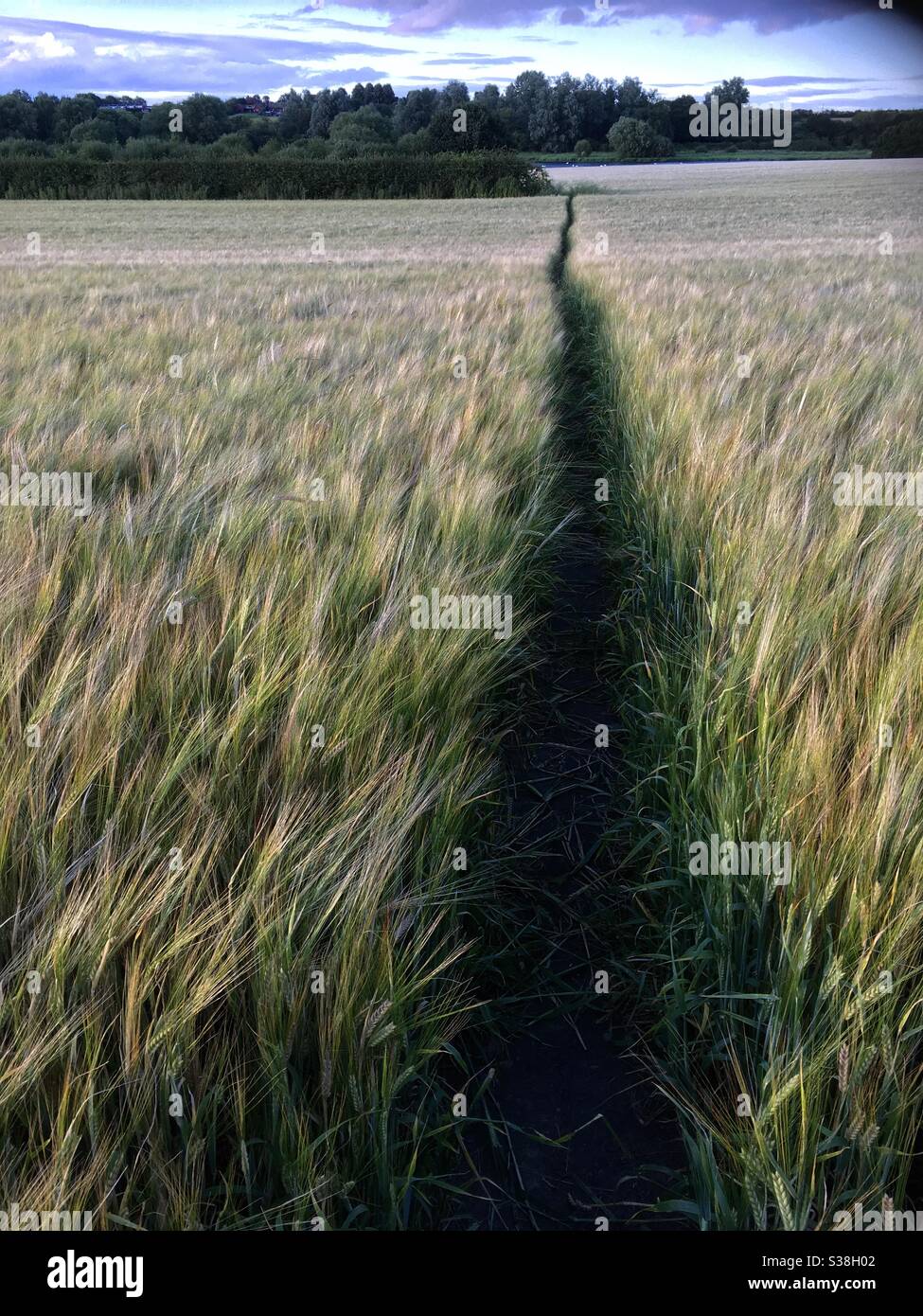 Footpath through a cornfield with the horizon in the background Stock ...