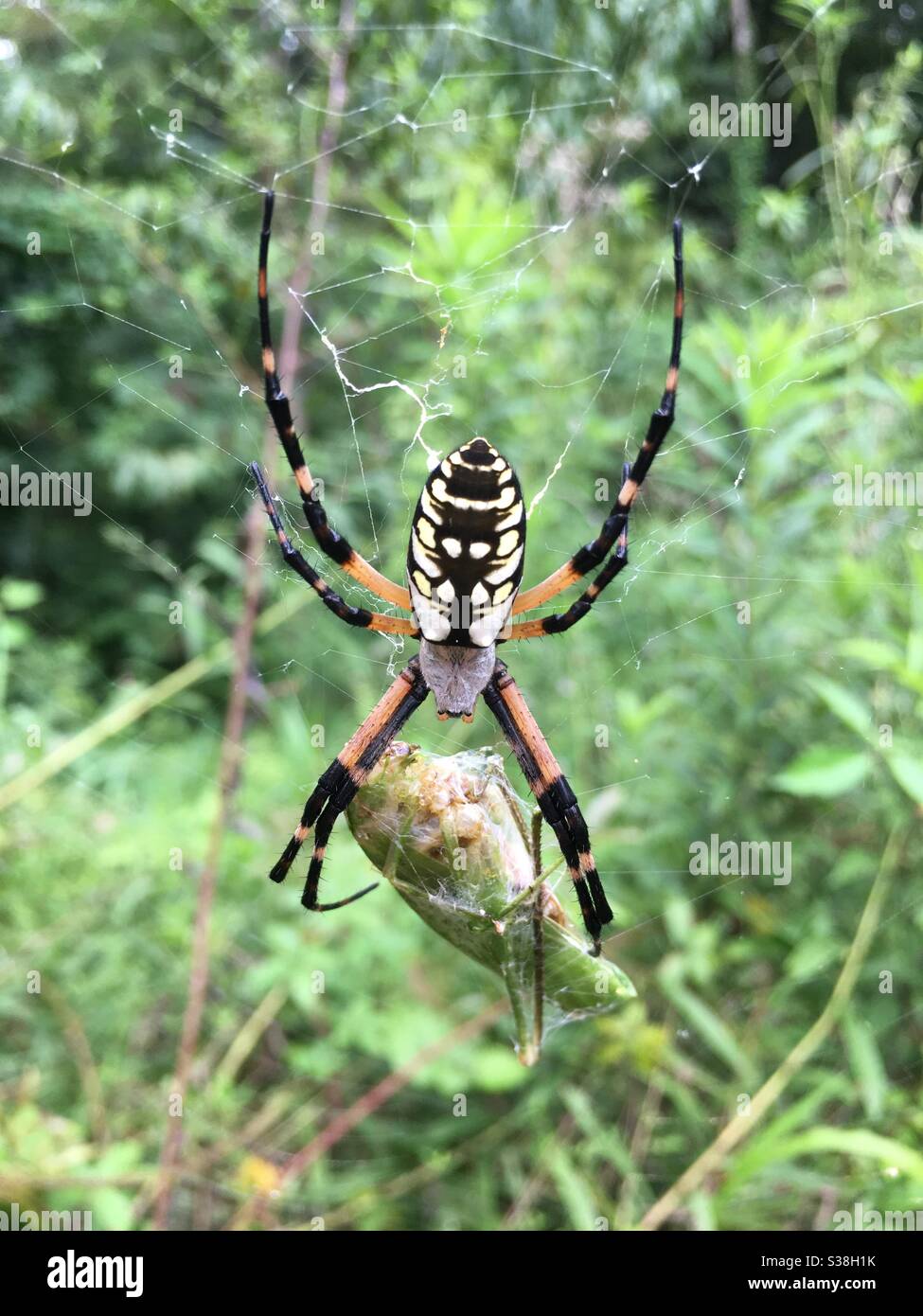 Locust bird hi-res stock photography and images - Alamy