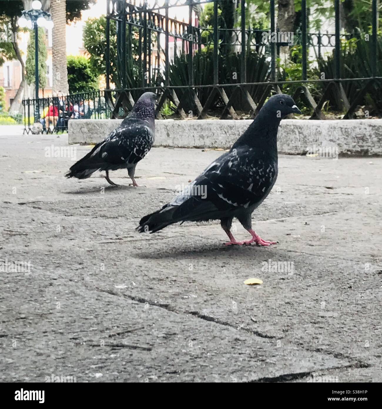 Palomas hi-res stock photography and images - Alamy