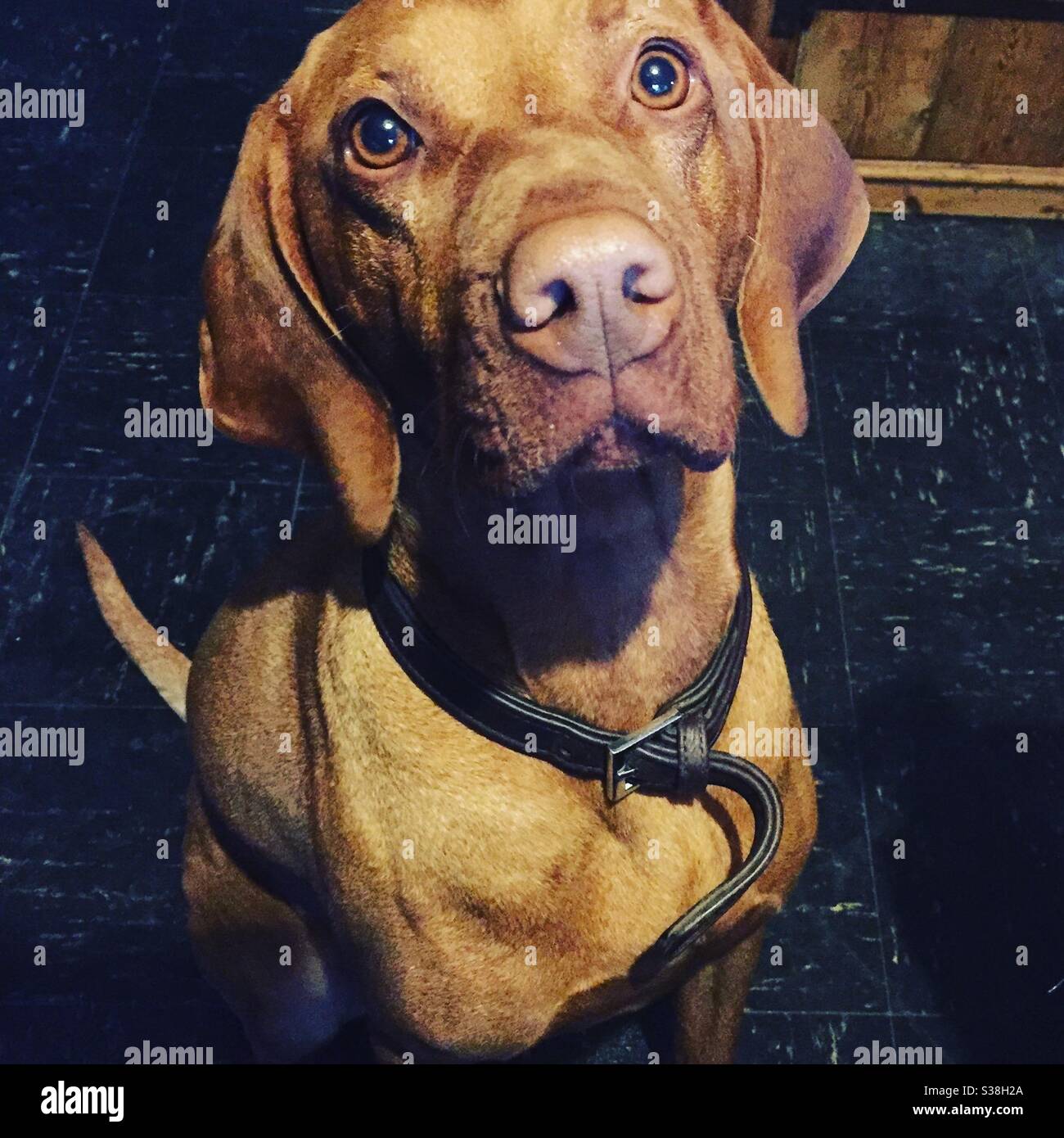 Dog ginger hi-res stock photography and images - Alamy