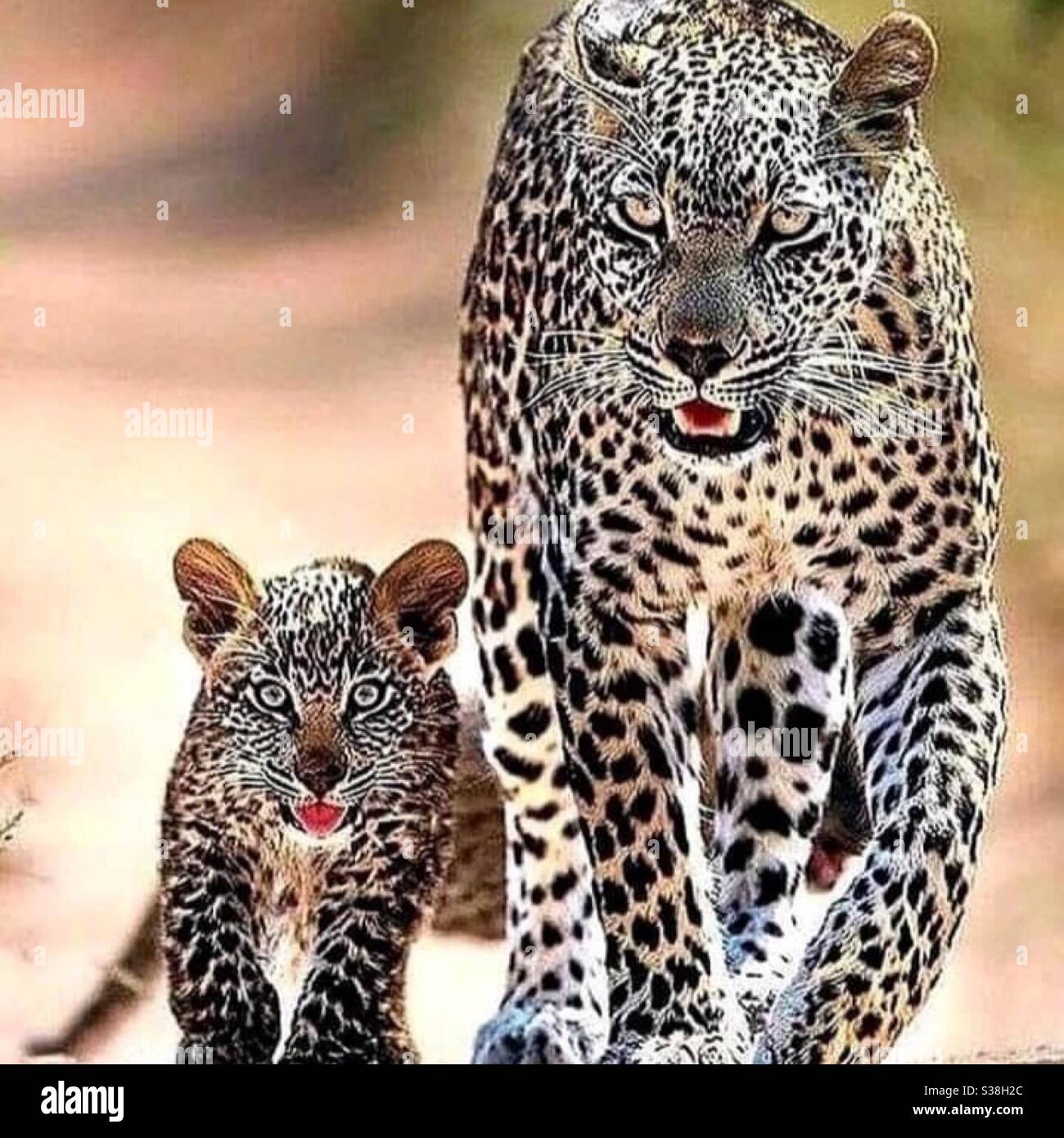 A mother leopard and cub Stock Photo - Alamy