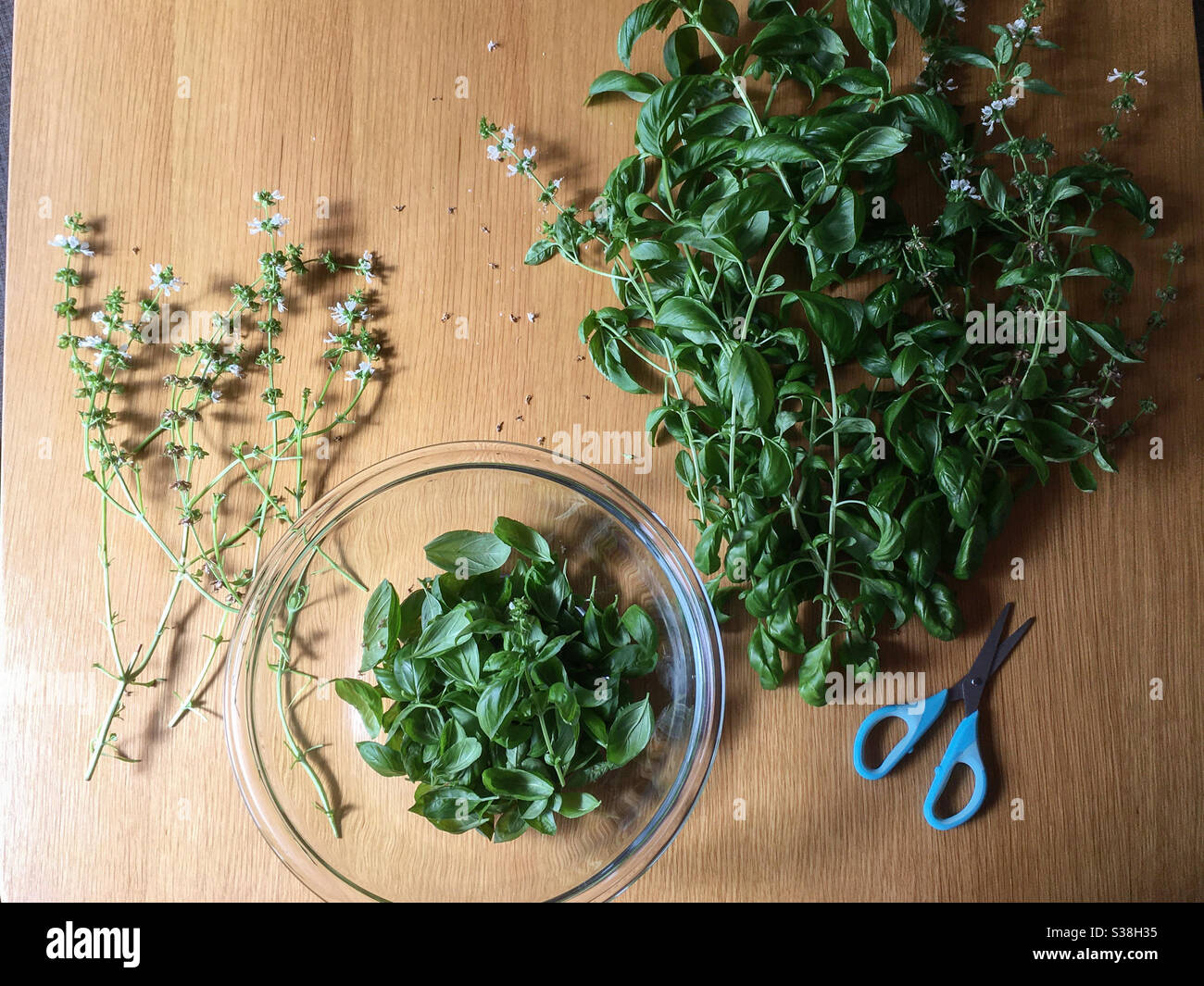 Branches and leaf hi-res stock photography and images - Alamy